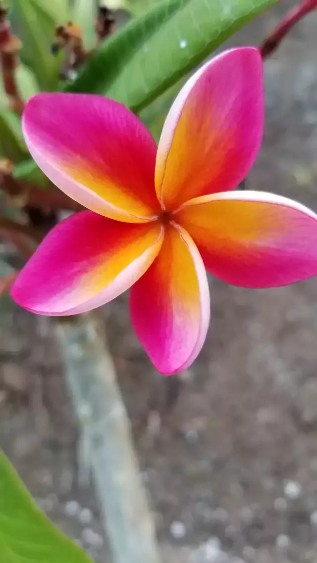 Wow That Color Imgur Exotic Flowers Beautiful Flowers Pictures Amazing Flowers