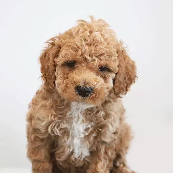Best Cockapoos For Sale Artofit
