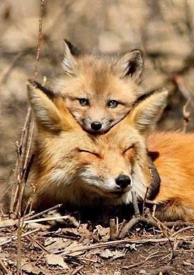 New Mother Captures The Adorable Moment A Fox Comes To Join Her The