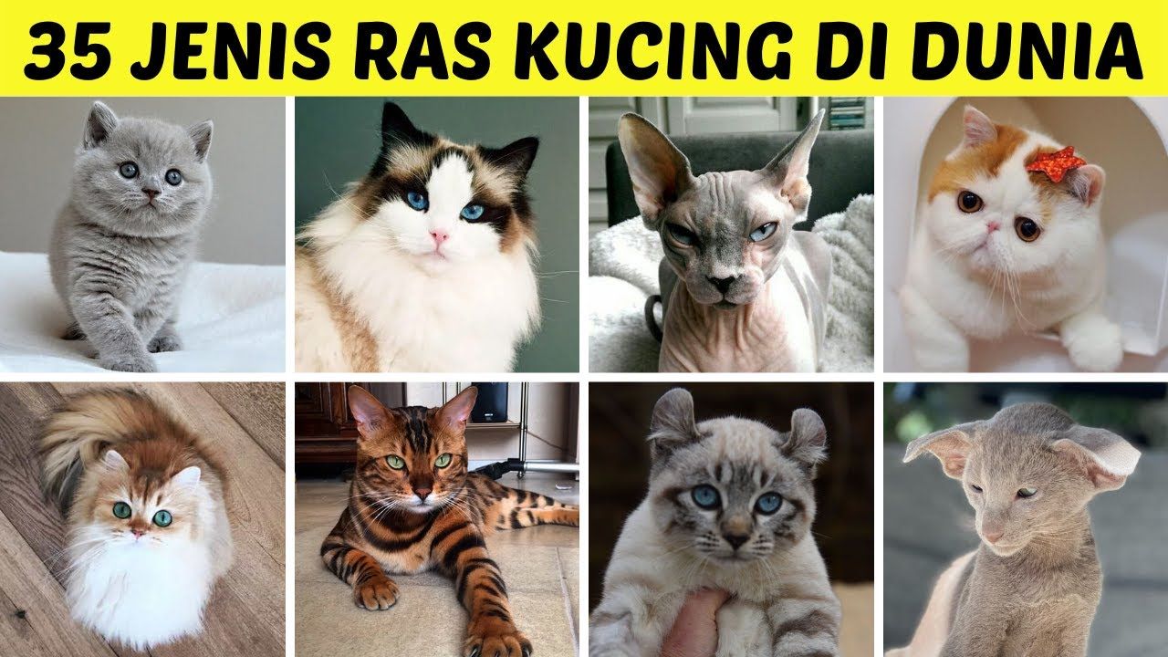 Jenis Jenis Ras Kucing Di Dunia Pussy Meong Cat World - Vrog Jenis Jenis Ras Kucing Di Dunia Pussy Meong Cat World - Vrog
