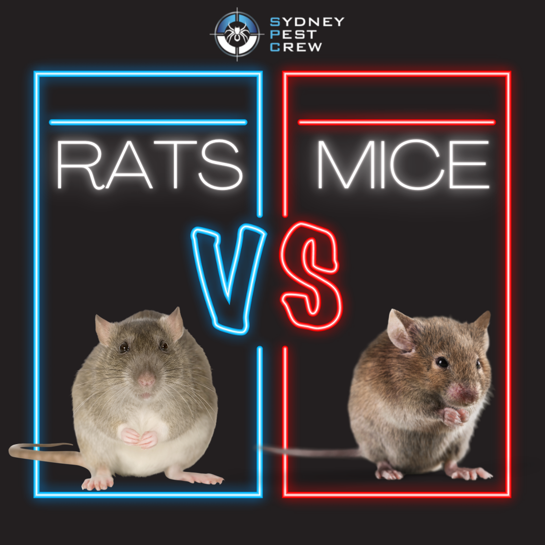 Sure Theyre Rodents But What Is The Real Difference Between Rats And Mice Scroll Through To