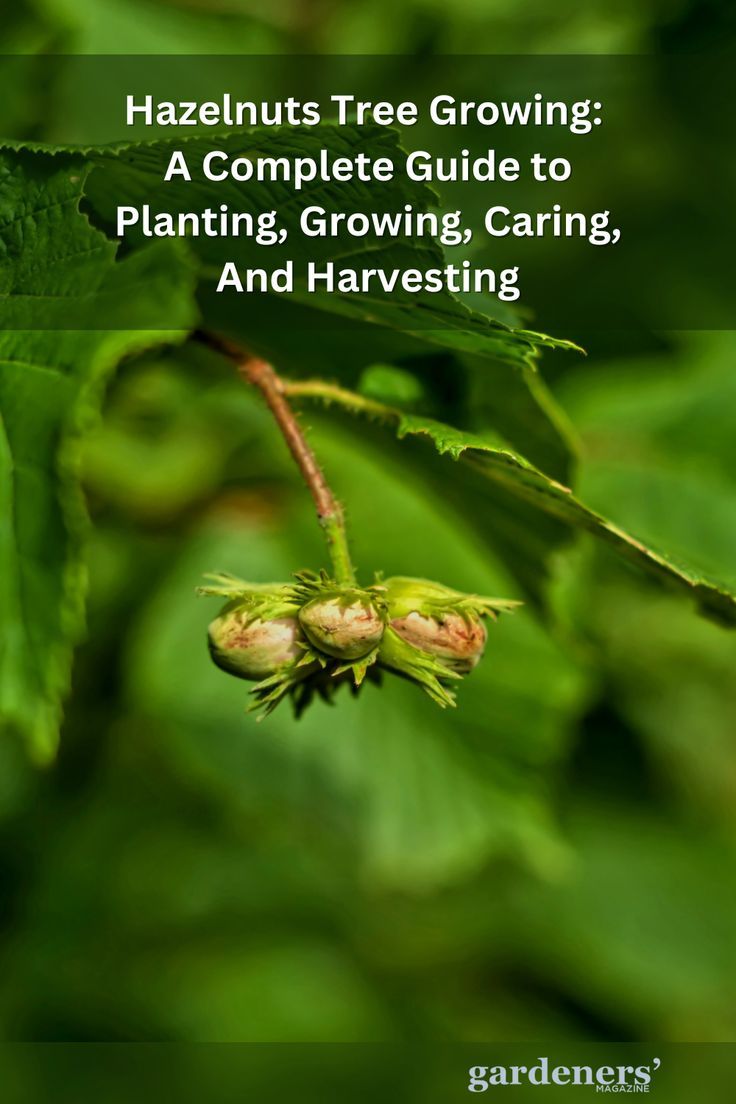 Hazelnuts Tree Growing: A Complete Guide to Planting, Growing, Caring ... Hazelnuts Tree Growing: A Complete Guide to Planting, Growing, Caring ...