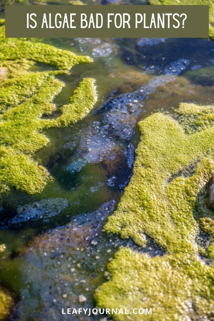 Is Algae Bad For Plants Plants Water Plants Plant Health
