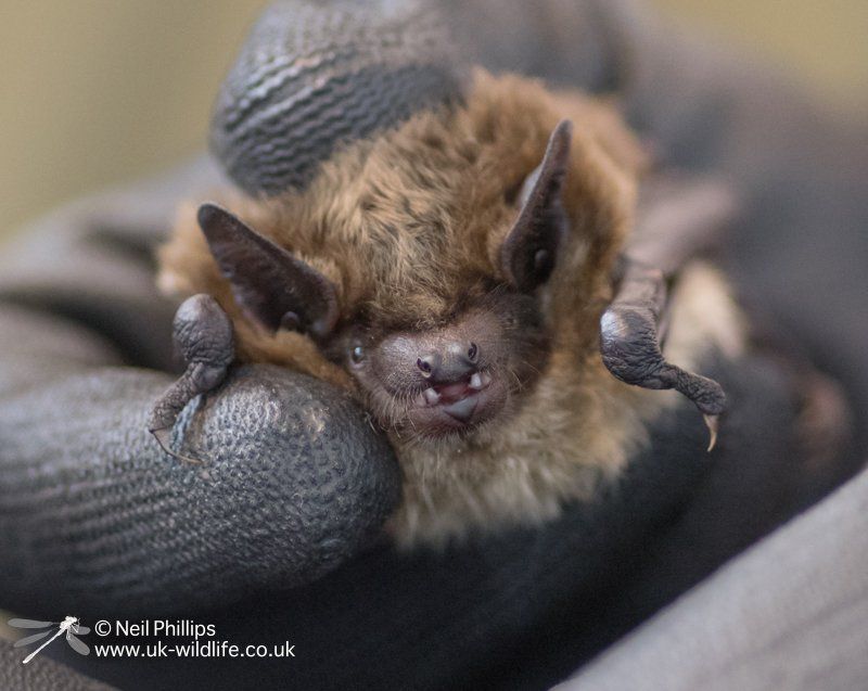 Rescued Serotine Bat Being Care For By Essexbatgroup Bat Cute Bat Mammals