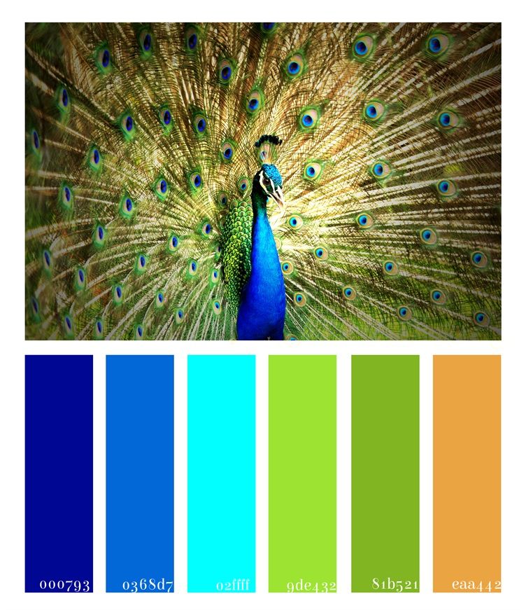 The Peacock Bride Color Palette Monday 色 スケッチ 孔雀