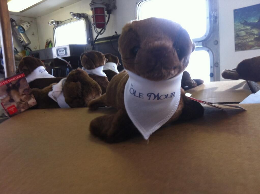 This Is Our Tole Mour Sea Lion One Of The Rarest Sea Lions In The World Some Scientists Think