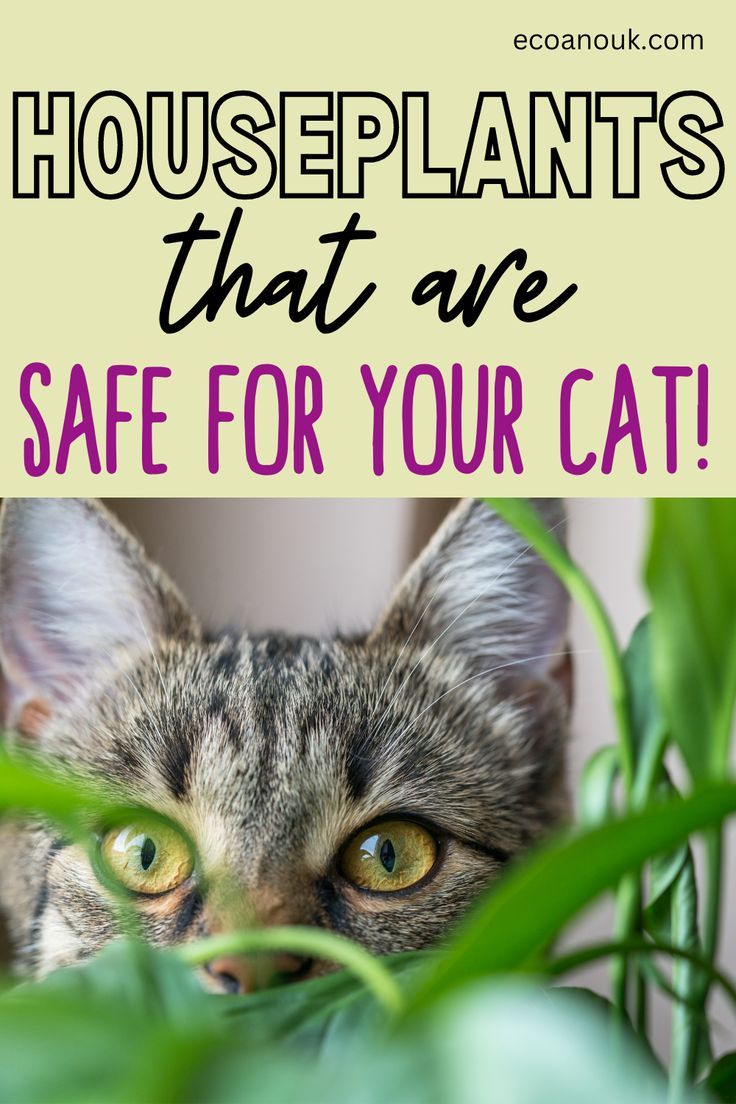 17 Stunning Houseplants That Are Safe For Cats Artofit