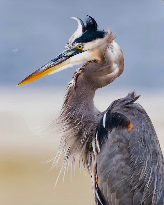 Majestic Great Blue Heron
