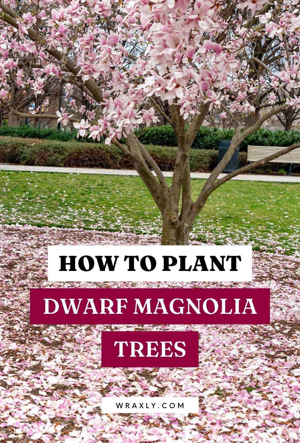 Wondering How To Plant Dwarf Magnolia Trees Read This Gardening Tips Tricks And Faqs On