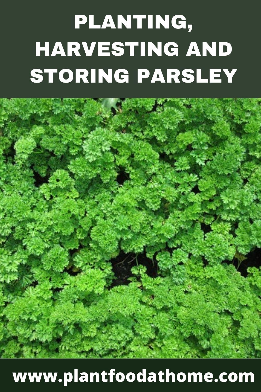 Growing Parsley Planting Harvesting And Storing Parsley Artofit