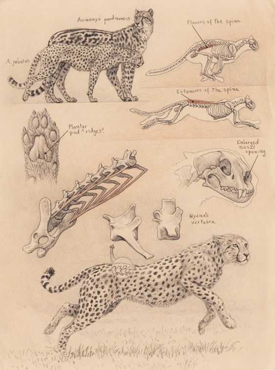 Mauricio Antóns Illustration Shows Aspects Of The Anatomy Of The Cheetah With Special