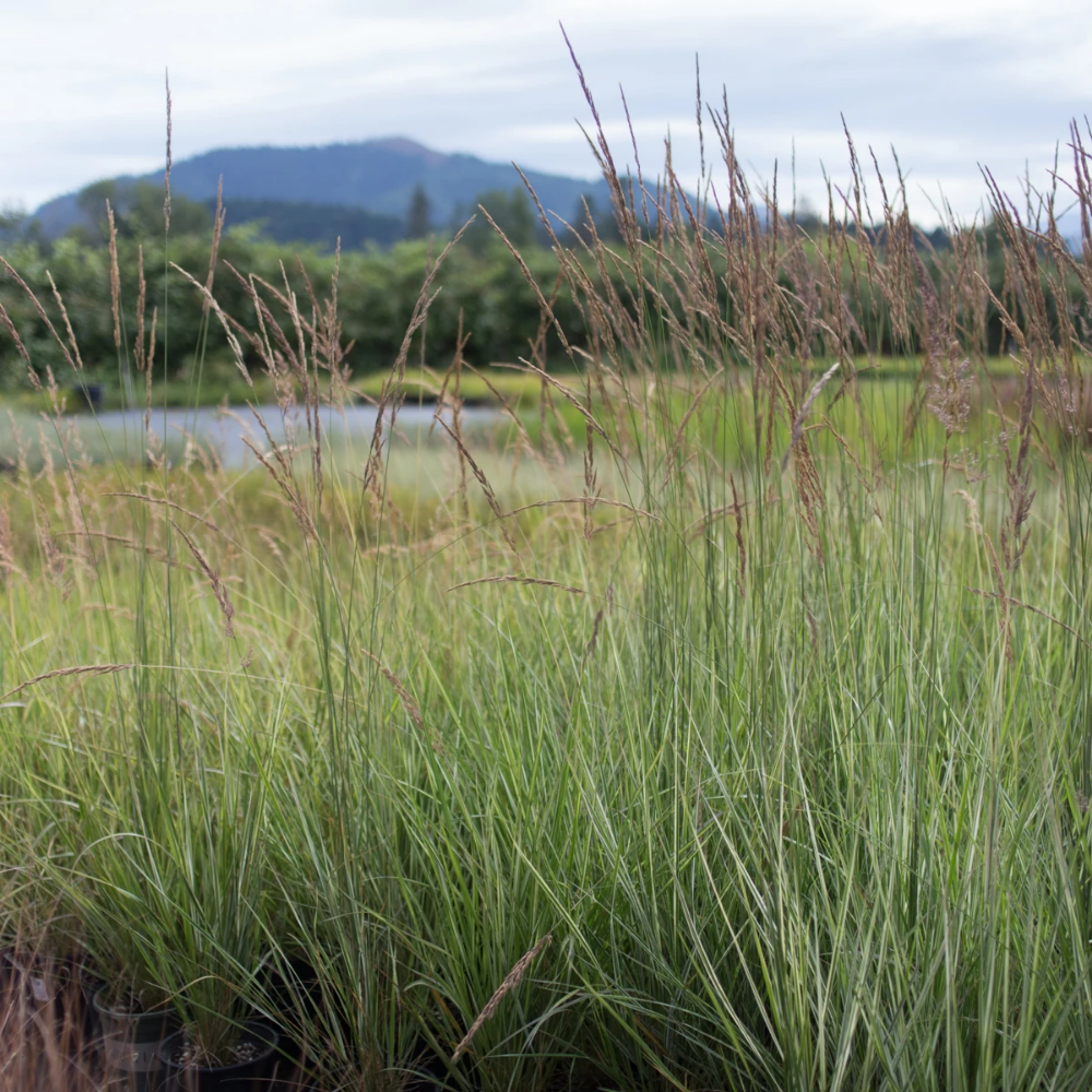 Feather Reed Overdam Feather Reed Grass Ornamental Grasses Warm Season Grass
