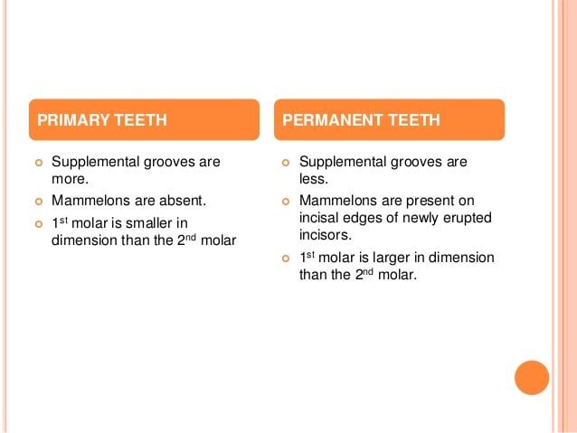 Differences between primary and permanent teeth Differences between primary and permanent teeth