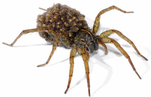 Female wolf spider carrying her brood of spiderlings on her back. Wolf ... Female wolf spider carrying her brood of spiderlings on her back. Wolf ...