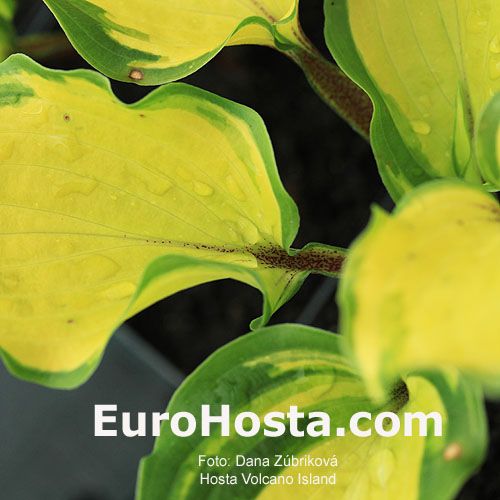 Hosta Volcano Island Eurohosta Rock Garden Plants, Sun Plants, Shade ... Hosta Volcano Island Eurohosta Rock Garden Plants, Sun Plants, Shade ...