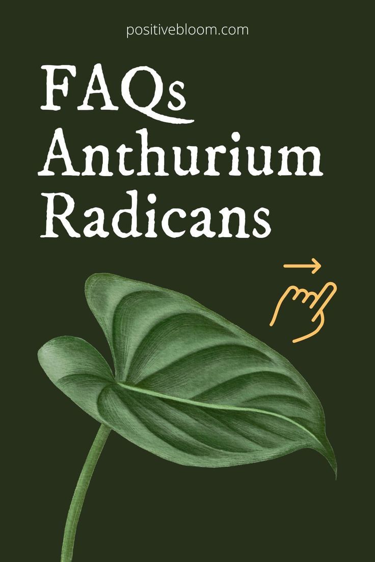 Find Out Everything About The Anthurium Radicans Learn How To Grow And