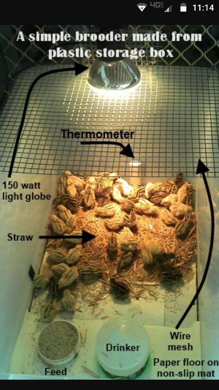 Quail Brooder Ideas From The Internet Brooder Box Chicken Brooder Chicken Feeders Backyard