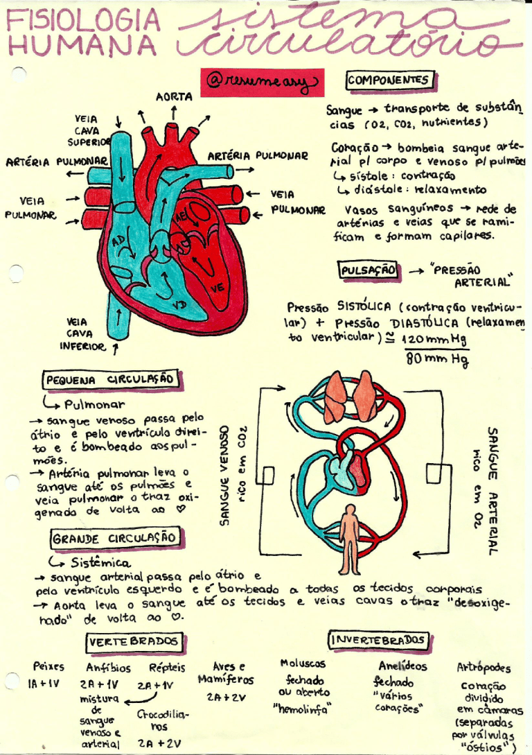 Mapas Mentais Sobre Sistema Cardiovascular Artofit