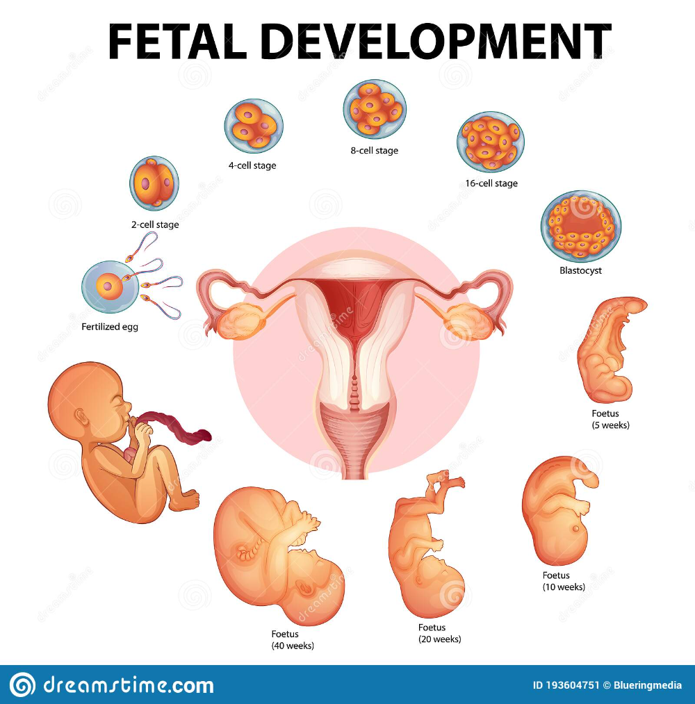 Stages Human Embryonic Development Stock Vector Illustration Of